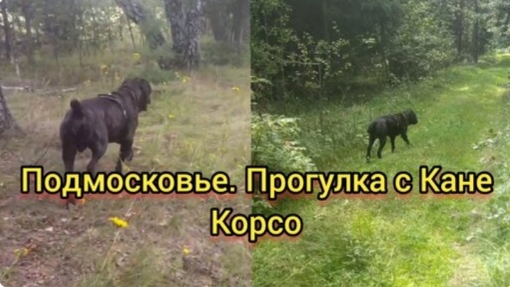 Такой прекрасный Кане Корсо