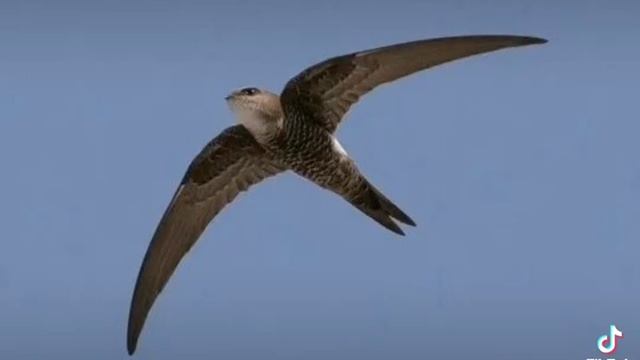 Стрижи летают