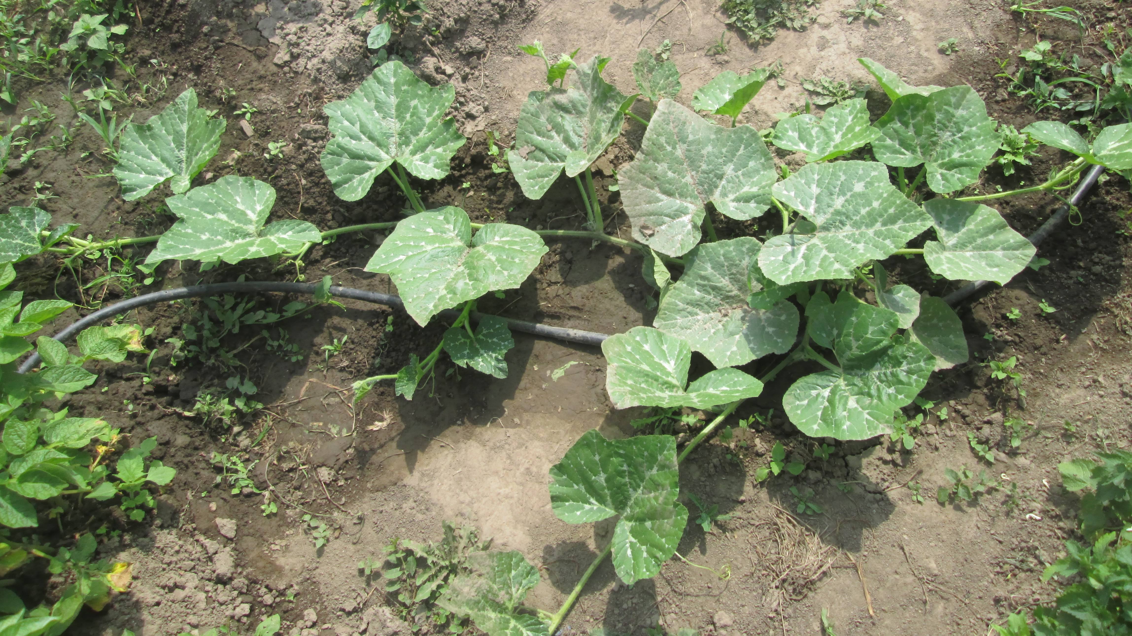 Как прищипывать тыкву