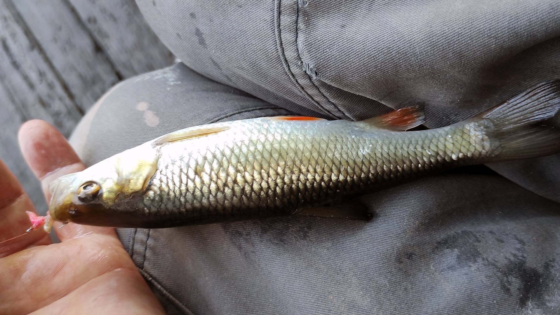 Рыбалка в Англии на реке Трент
