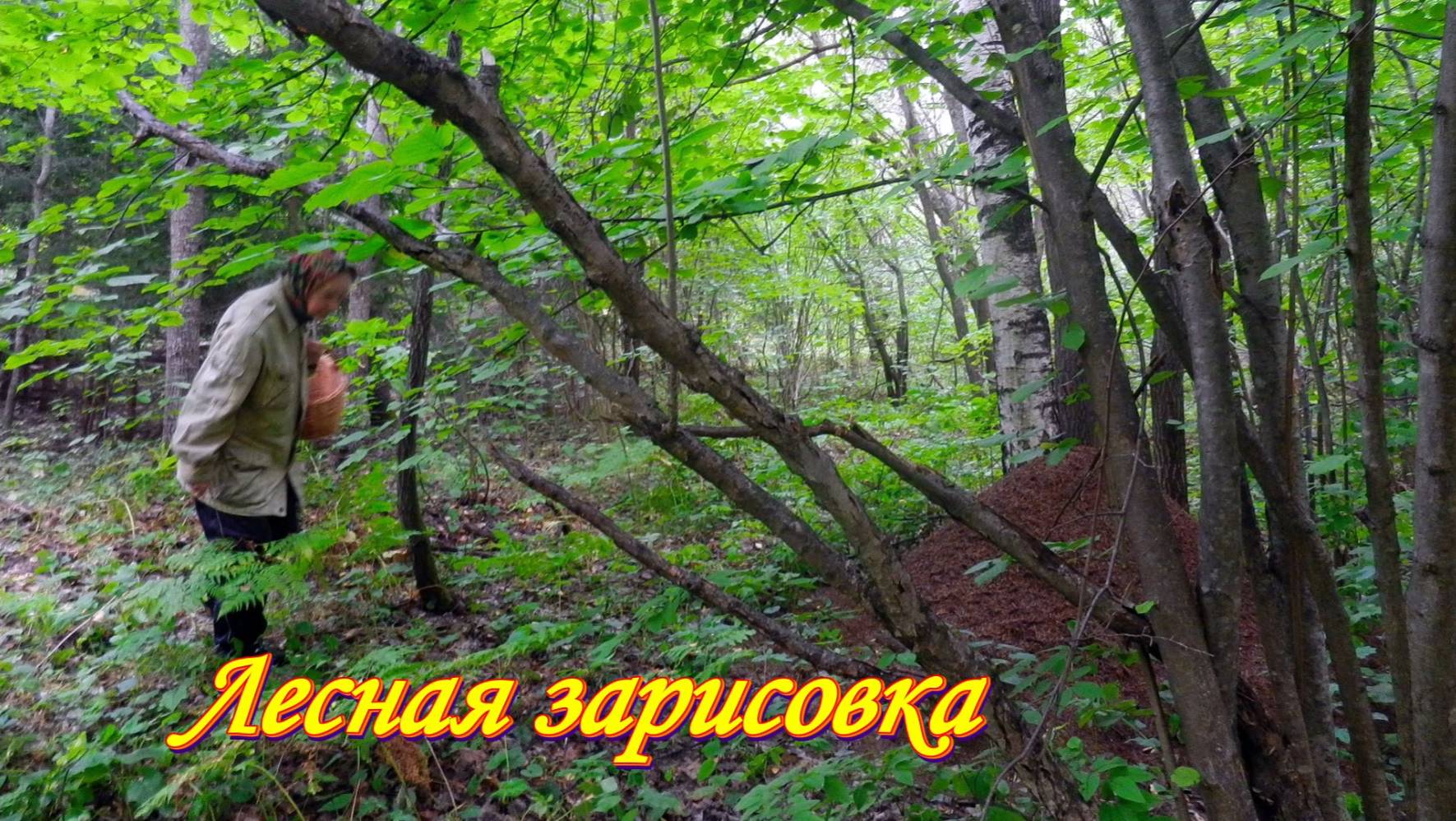 Грибная зарисовка. Лес