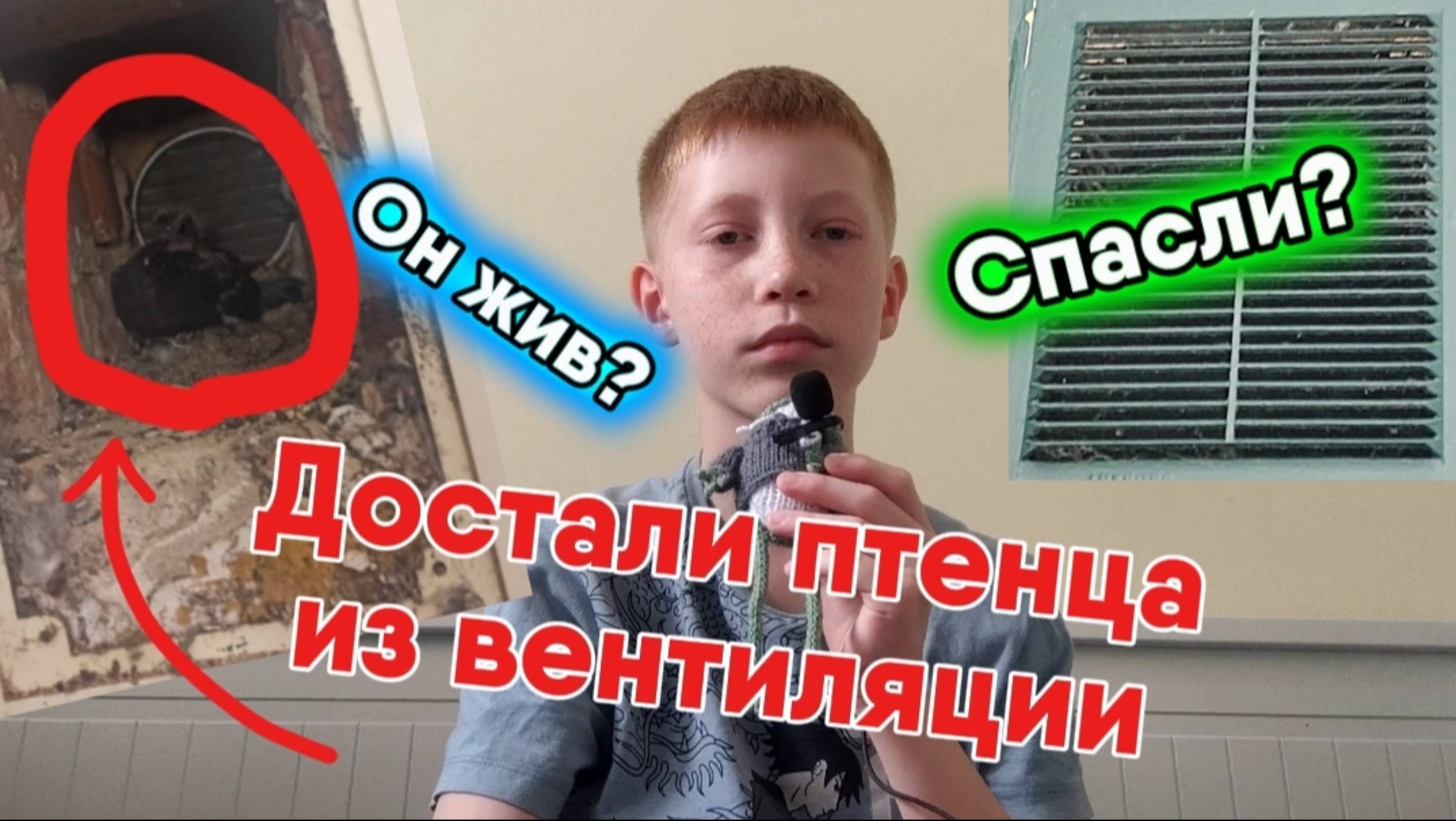 🆘 Спасли птенца из вентиляции! Он жив? Что делать? 🕊️