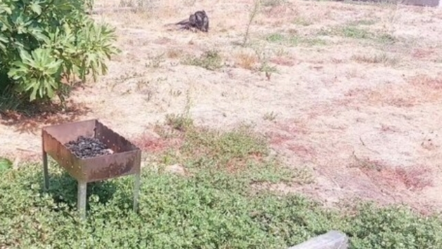 Безумная жара на Кубани.