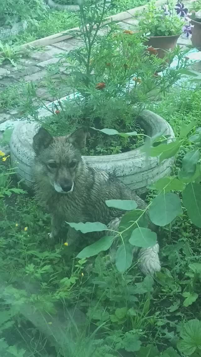 СПАСАЕМ МУХУ #рассказыоживотных 1000052315.mp4