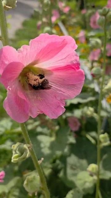 Сняли шмеля на новый телефон Samsung Galaxe S25