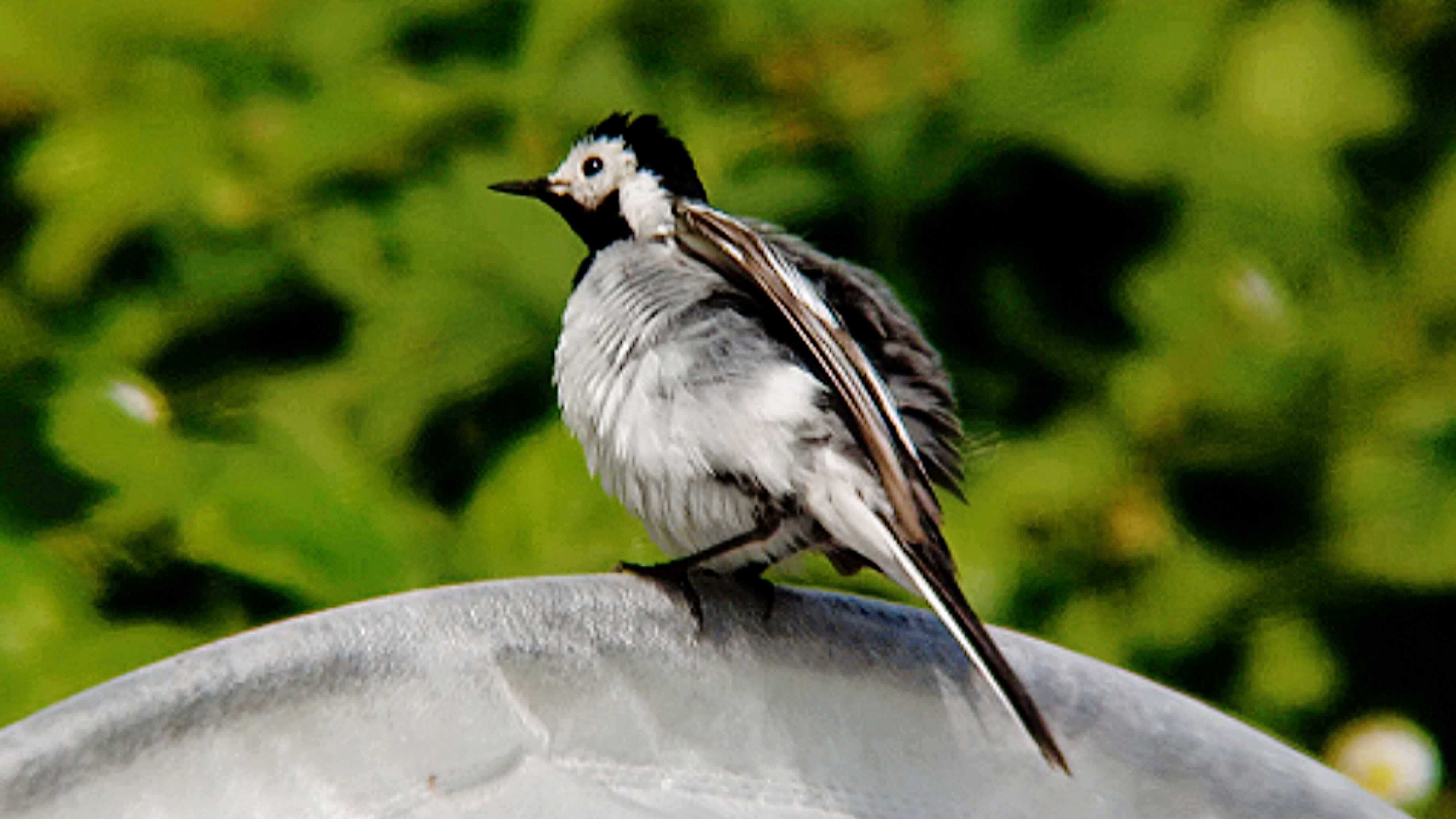 Греюсь на солнышке после дождя)