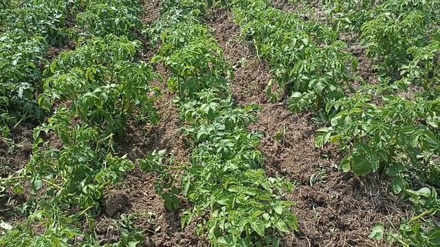 Наконец то добрался до окучивания картошки. Заодно сравниваю как растут разные сорта.