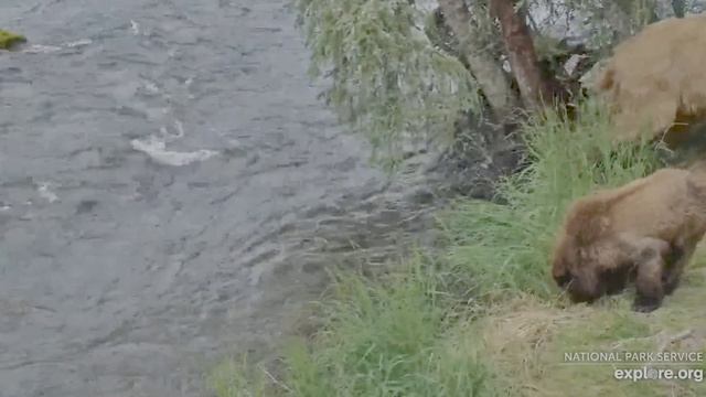 Эта семья уже накушалась- рыба валяется