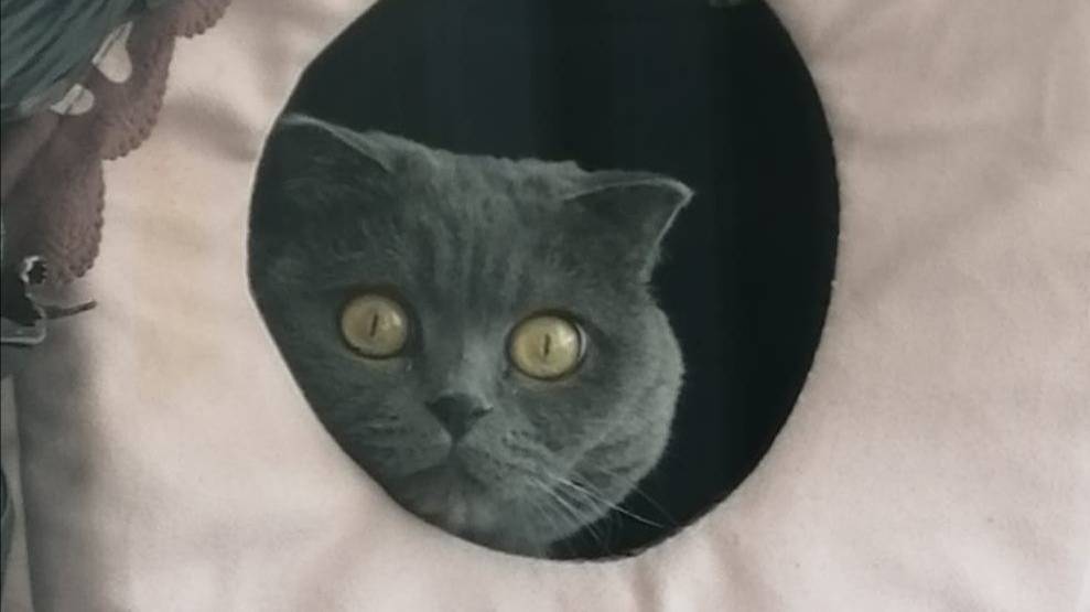 Будни наших питомцев