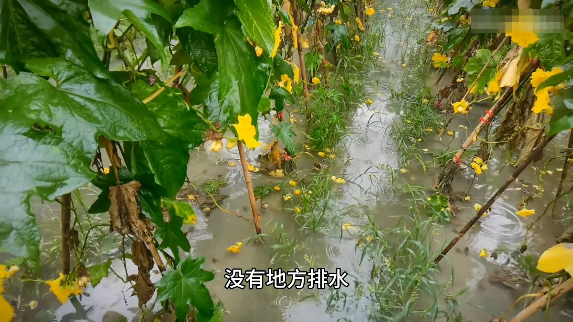 Сянъе Ёко - Тыквенное поле ужасно затопило, пришлось идти по воде, чтобы спасти часть урожая