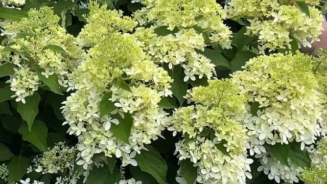 Высокорослая классика - Фантом 👻