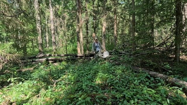 Ленинградская область15.07.25. Ломоносовский район... вторая вылазка в лес...за грибами