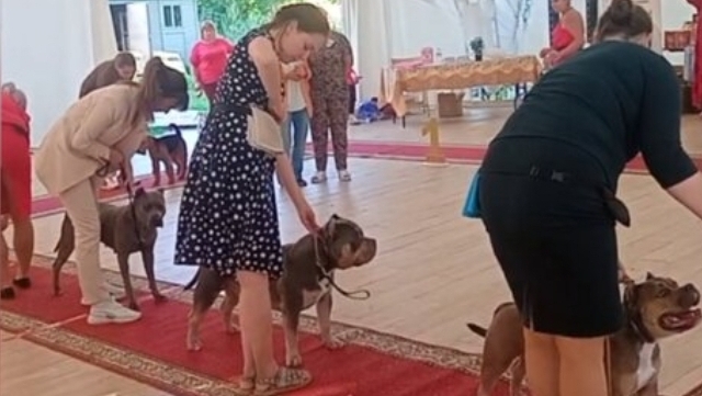 Выставка собак.Американский булли.Кане Корсо