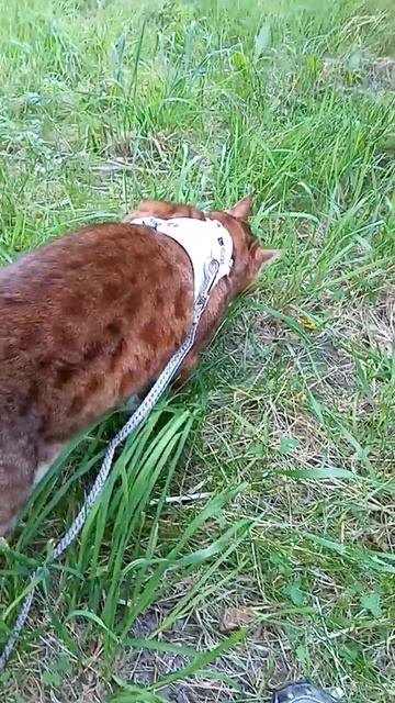 выгуливаю вторую кошку