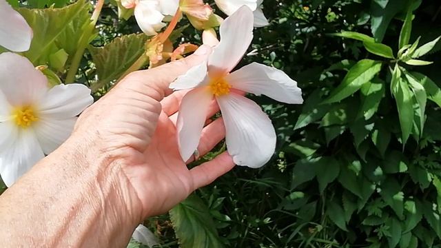 Ура, получила семена талинума, бегонии разошлись, у эонимума бессонница,,,