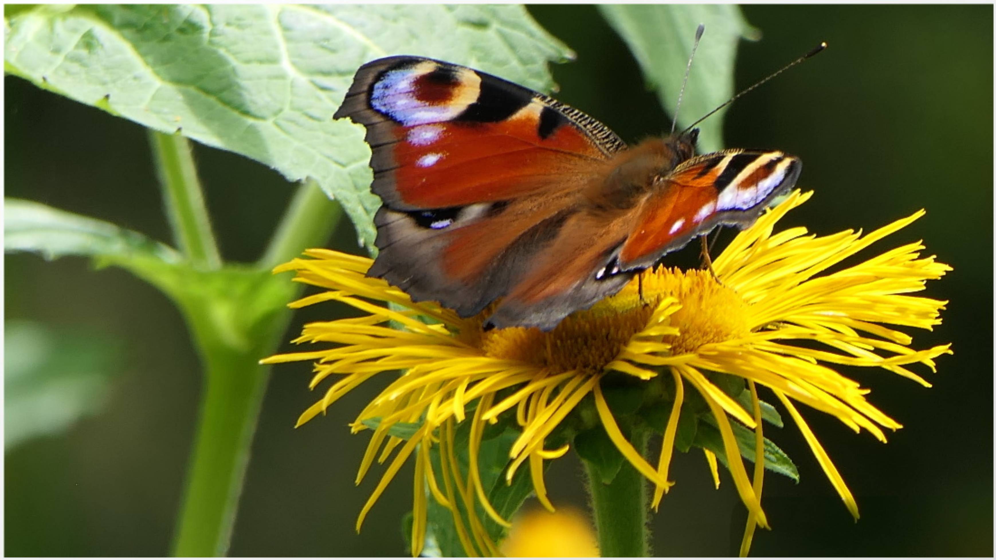🦋  Бабочка "Павлиний глаз" 🌺 #лето#сезонконтентаRUTUBE#Спецпроект#сезон#контента#RUTUBEБ#глаз