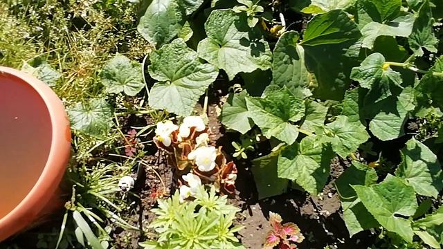 Герани, колеусы, розочки...