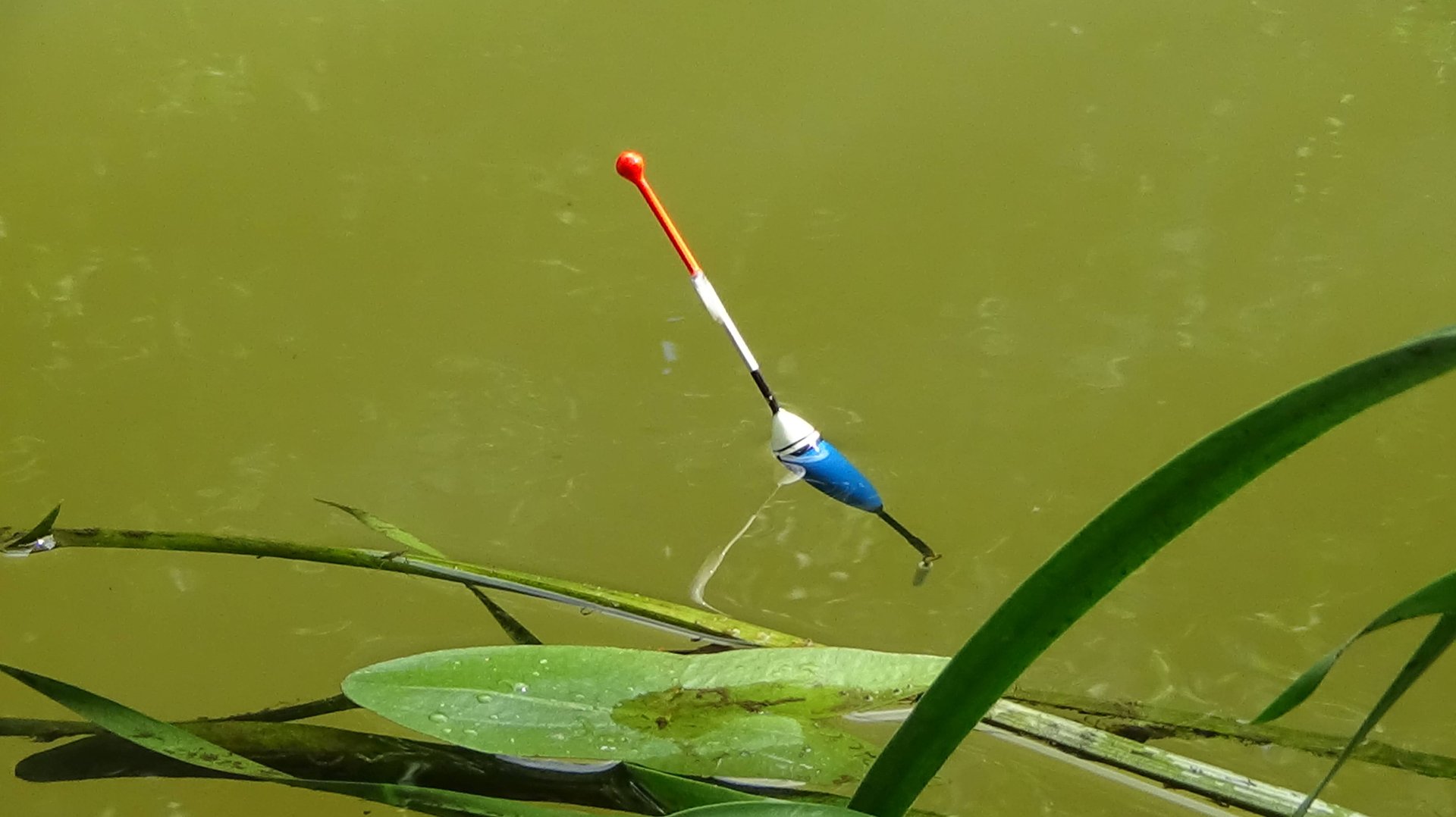 Рыбалка на поплавок в дневную жару на речке около травы на удочку