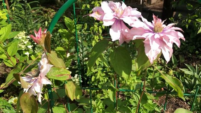 Клематис Инносент Блаш зацвел через полтора месяца после пересадки. Эхинацеи