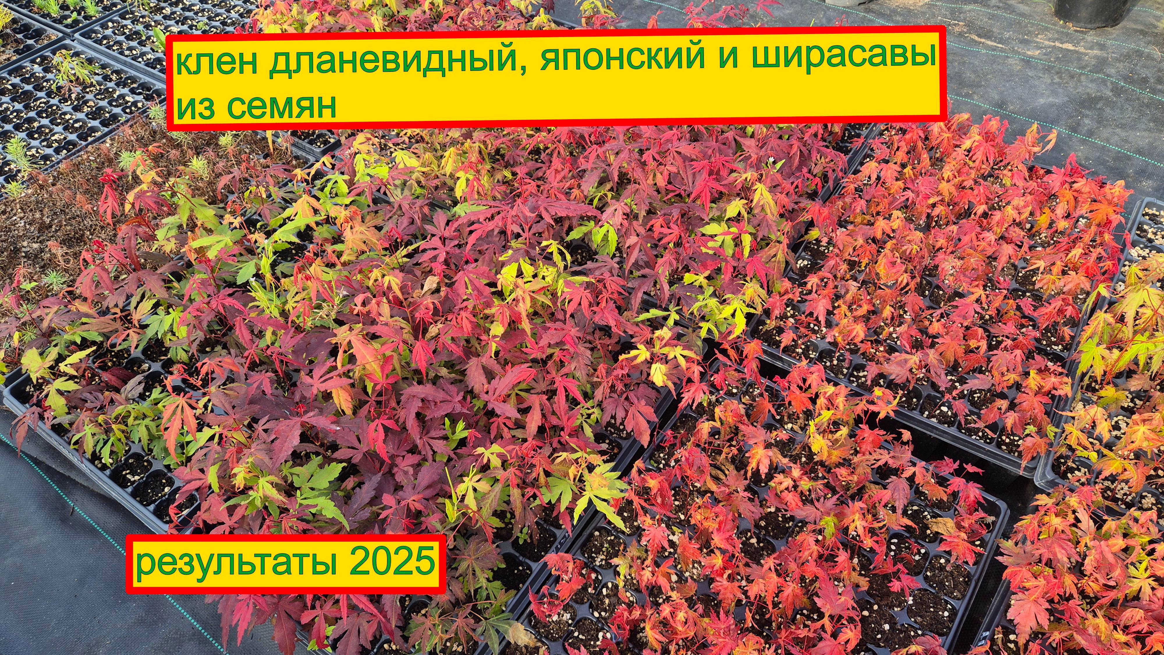 Клен дланевидный, японский и ширасавы из семян результаты выращивания июль 2025
