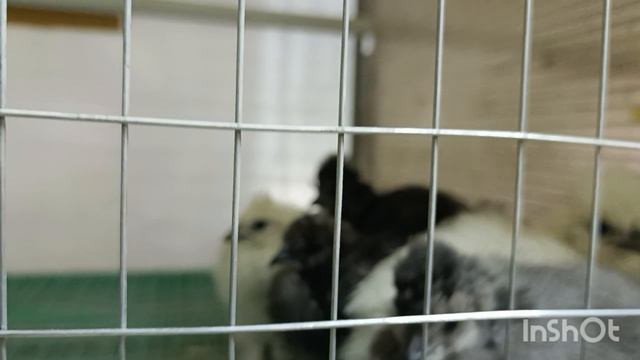 15-07-2025 В моём хозяйстве не может размножаться птица 🤔.  Первое яйцо в 40 дней.