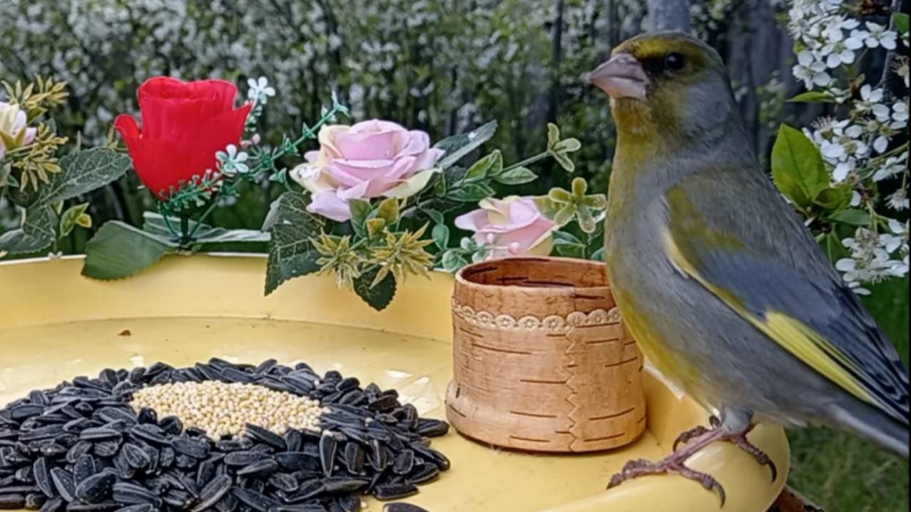 Зеленушки на кормушке (06.05.2025 года)