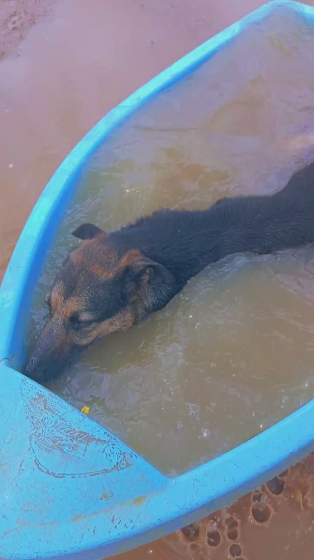 "С поправкой на жару" ❥ Приют в Малинках