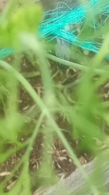 Находка в огороде