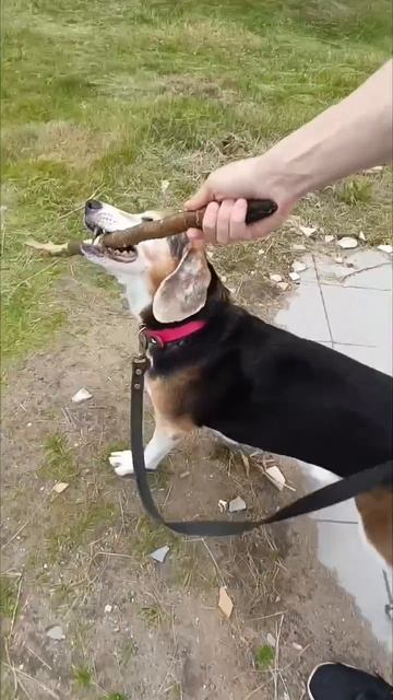 По следам счастья