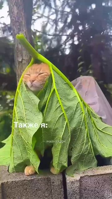 Для чего нужен лопух - его прикладывают к голове для успокоения нервной системы