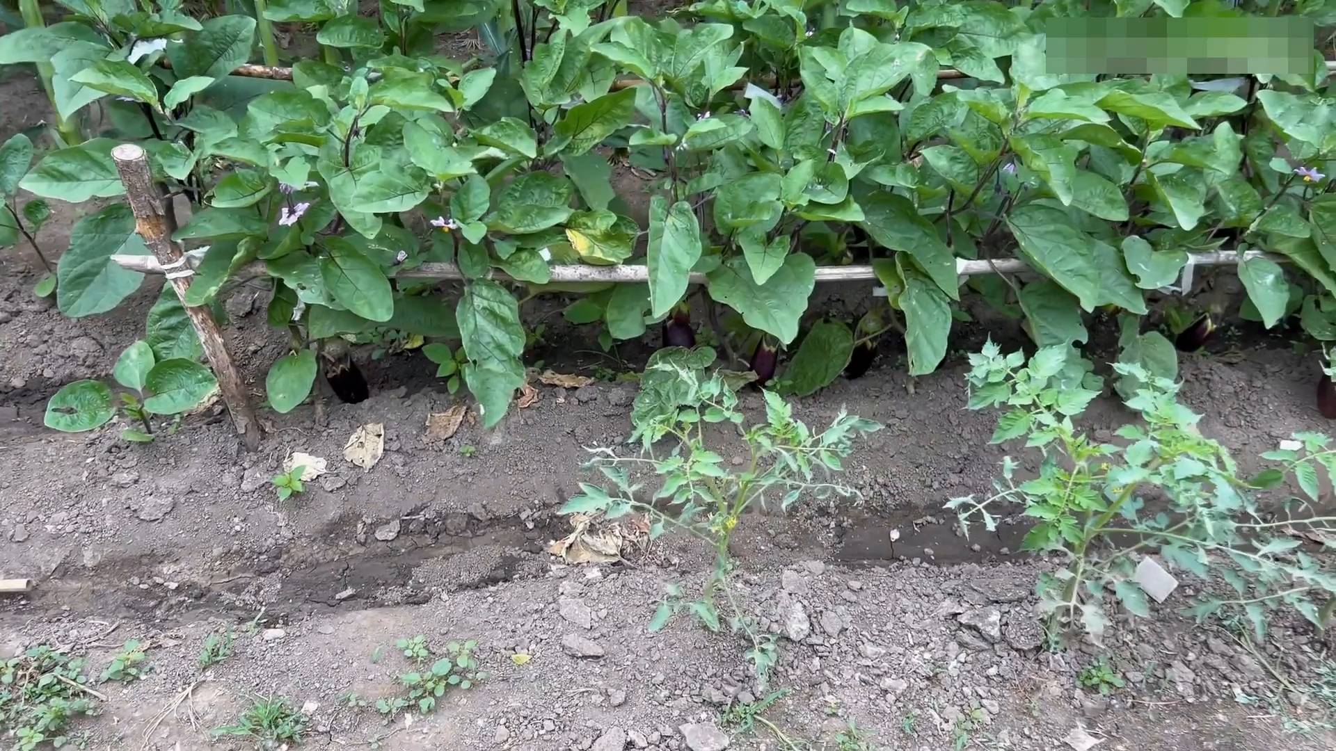 Сяо Цян - проведет вас в огород Сяо Цяна, где есть всевозможные фрукты и овощи