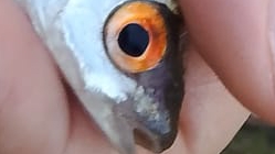 стали пиратами на 1 час