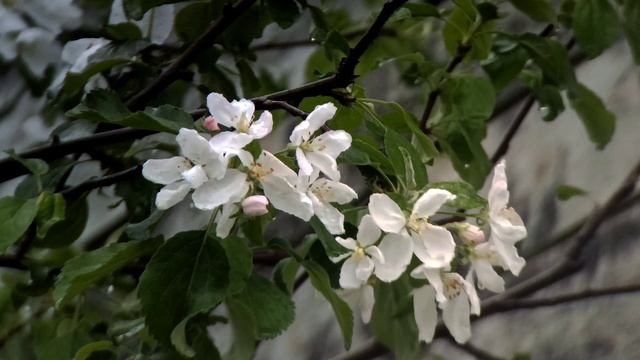 Релакс Медитация Быстрый отдых Майский дождь