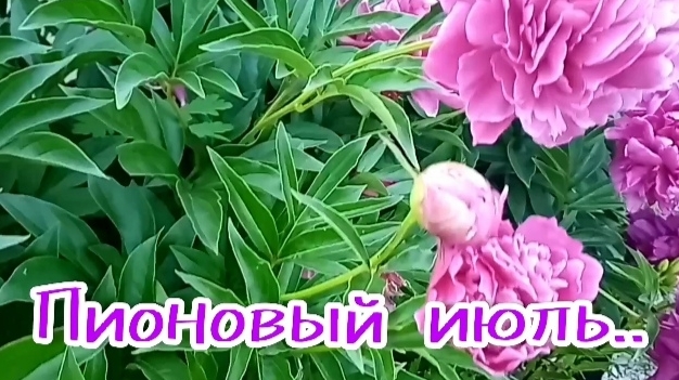 Пионы в июле в Сибири
