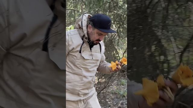 Лисички дача 2024