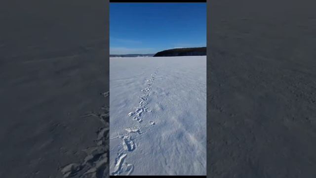 Редкий  зверь