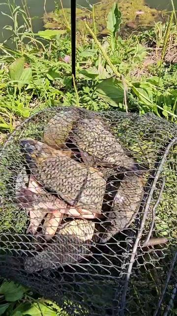 Озеро Богородское , место для рыбалки и шашлыков 🍖)) в Казани