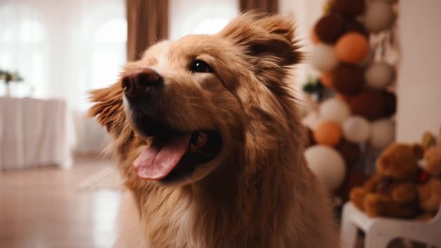 Деструктивное поведение животных:  постоянный лай/мяуканье, сильный стресс и порча имущества.