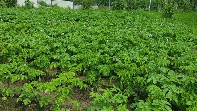 Дачный влог Дождались лета