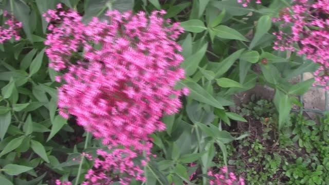 Кентрантус или красная валериана.