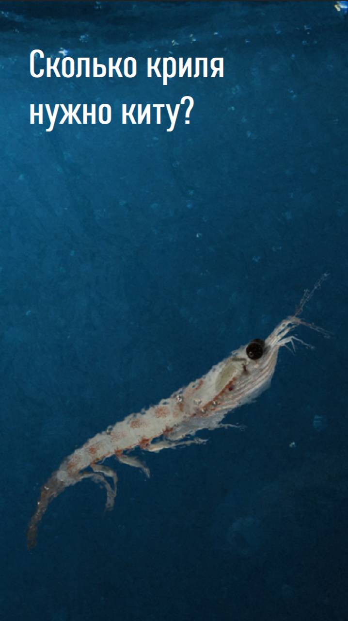 Сколько криля нужно киту?