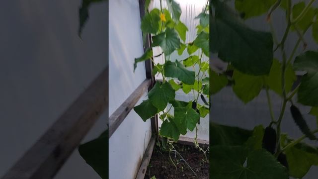 13-07-2025 ура жара и солнце