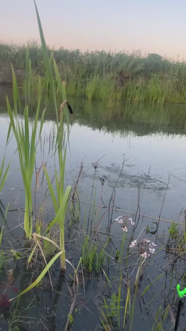 Карась небольшой поклевка и вываживание