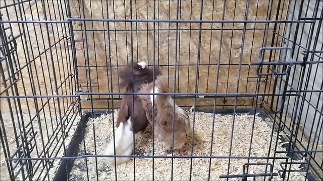 Приобрёл голубей Якобинов на выставке в городе Борисоглебск