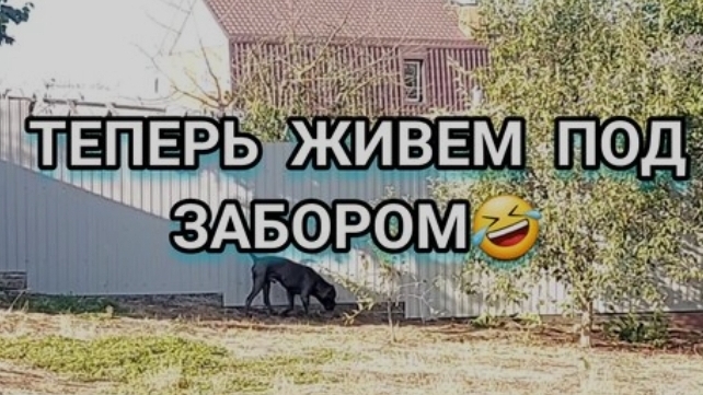 Нескучная жизнь с Кане Корсо