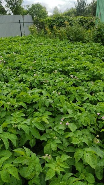 02-07-2025 холодный июнь сделал своё дело