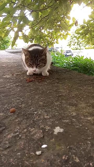 кормлю бездомную кошку