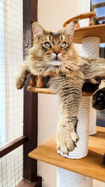 Котенок мейн-кун Uriage Unicum*RU