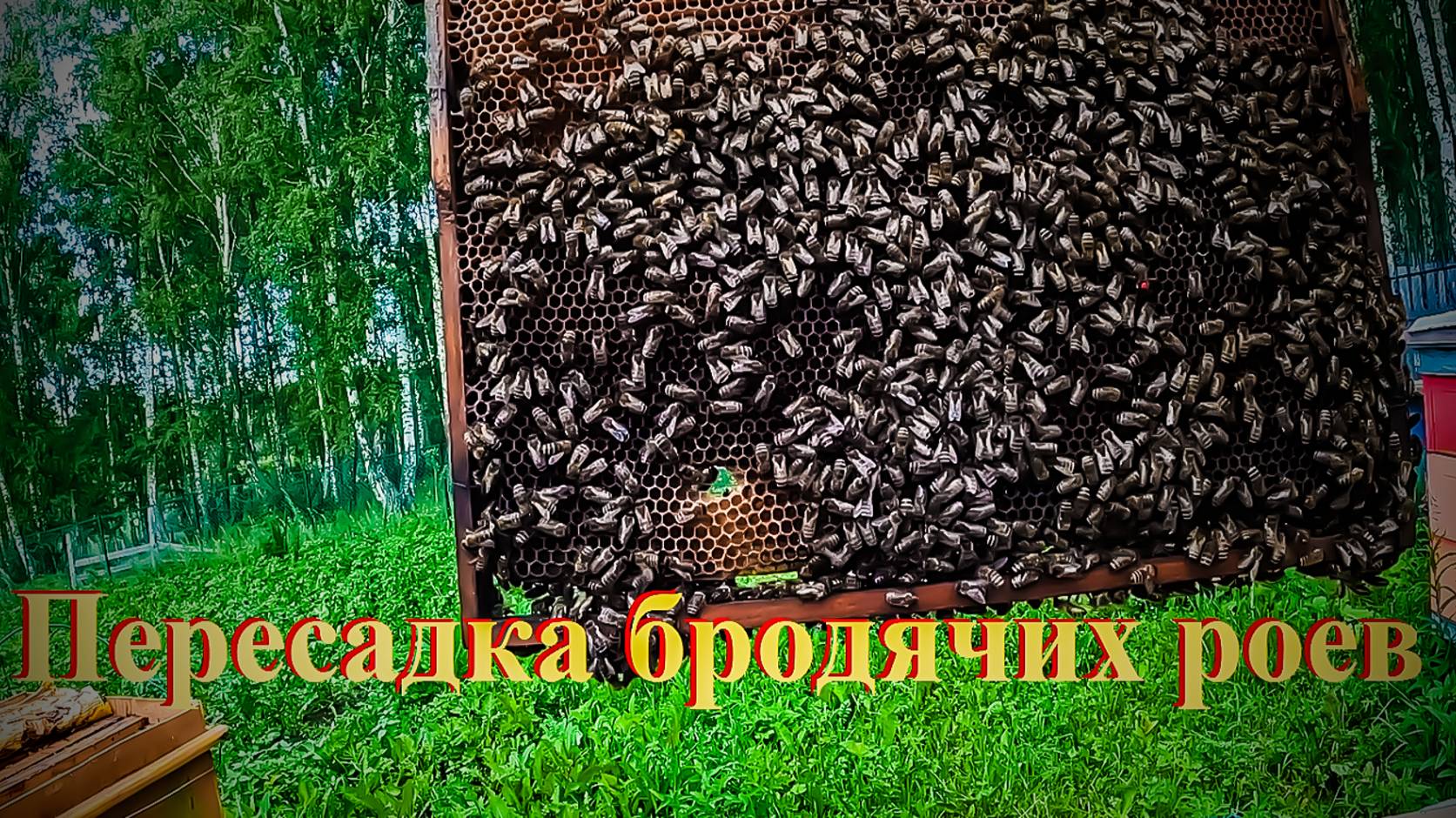 Бесплатные пчелы. Пересадка бродячих роев