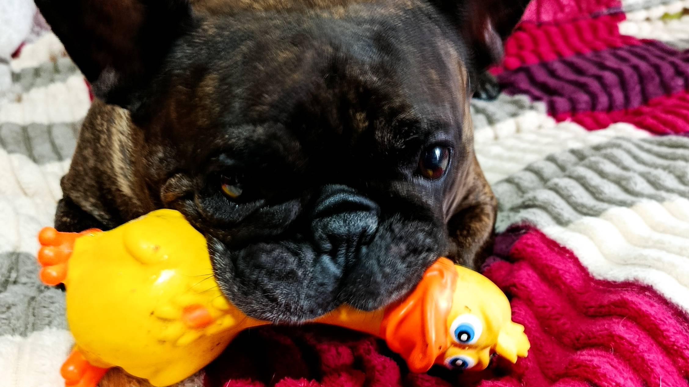 игра на гусе